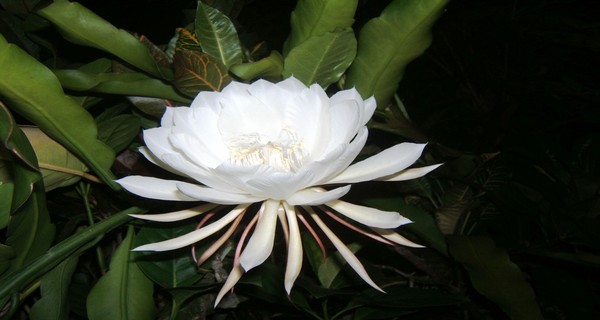Queen of the Night: A stunning Flower Everyone Should Have In Their ...