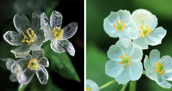 See the Incredible Skeleton Flowers that Turn Translucent When it Rains ...