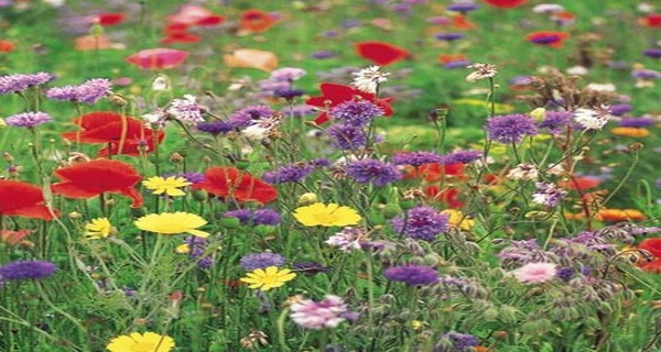 Kansas Native Plants List: 13 Best Wildflowers to Brighten Your Lawn ...