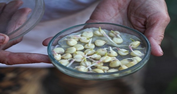 7 Amazing Ways To Germinate Seeds Without Soil at Home - Page 2 of 2 ...