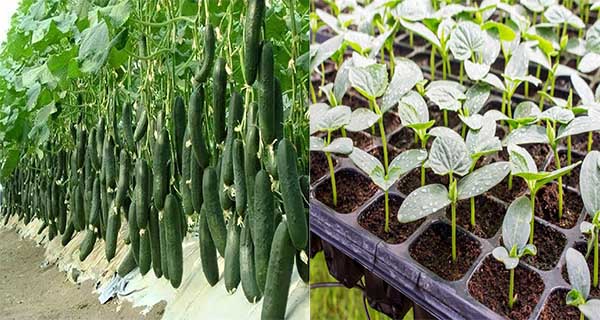 How To Grow A Huge Crop Of Cucumbers! 4 Secrets To A Big Harvest This ...