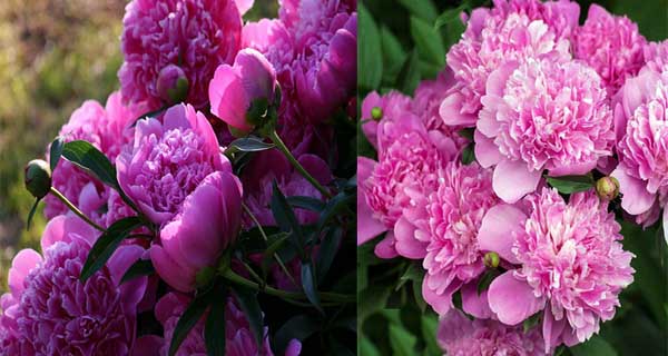 Peony-A Stunning Flower Everyone Should Have in Their Yard - Page 2 of ...