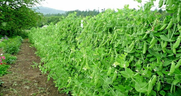 GROWING SUGAR SNAP PEAS – THE PERFECT CROP TO PLANT IN EARLY SPRING ...