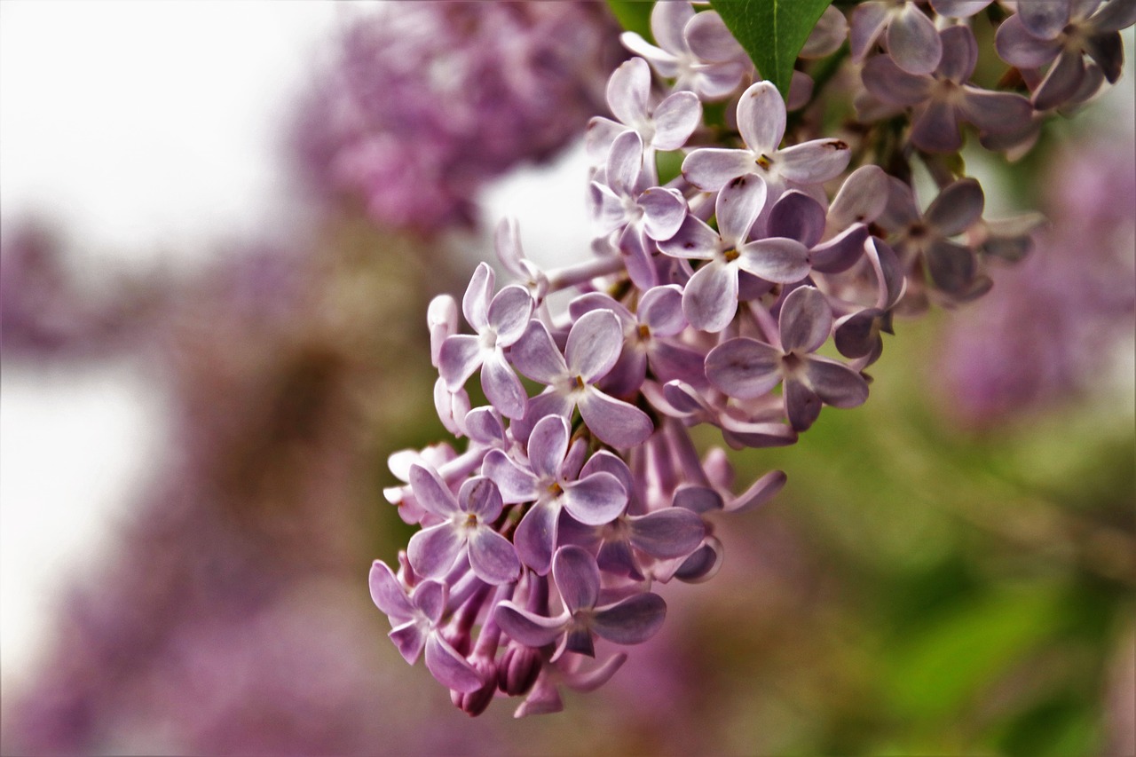 Spring Lilac Care – How To Get Your Lilac Bushes To Bloom Bigger Than ...