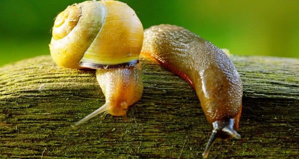 How To Get Rid Of Slugs – 6 Simple Methods That Stop Slugs Fast ...