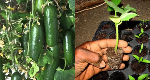 The Best Way To Fertilize Young Cucumber Plants – How To Get Your ...