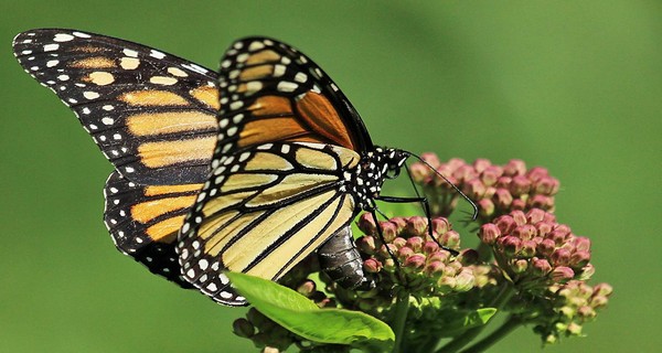 How To Attract Monarch Butterflies – 10 Plants Monarchs Love ...