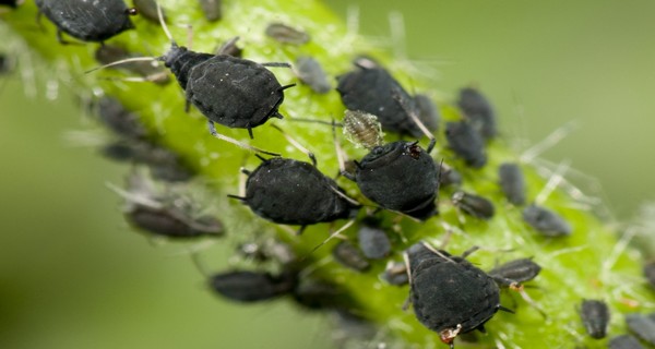 How To Use Diatomaceous Earth To Get Rid Of Pests On Plants – Naturally ...