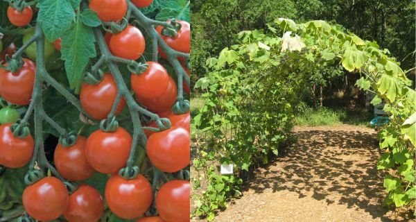 How to Grow Tomatoes on an Arched Trellis - Gardening Tips and News