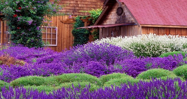 Why You Should Be Growing Lavender – The Ultimate Perennial Plant ...