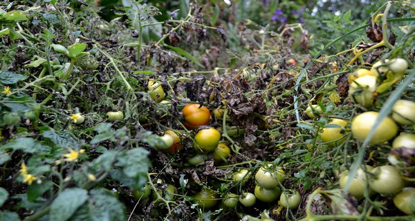 How To Dispose Of Tomato Plants – What To Do When Tomato Plants Die Off ...