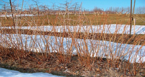 How To Prepare Blackberry And Raspberry Plants For Winter - Gardening ...
