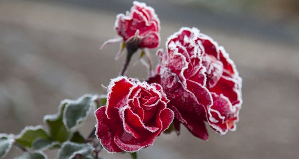 How To Prepare Rose Bushes For Winter – The Secrets To Fall Rose Care ...