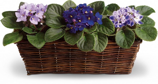 7 Secrets to Keep Your African Violet Blooming All Year Long ...