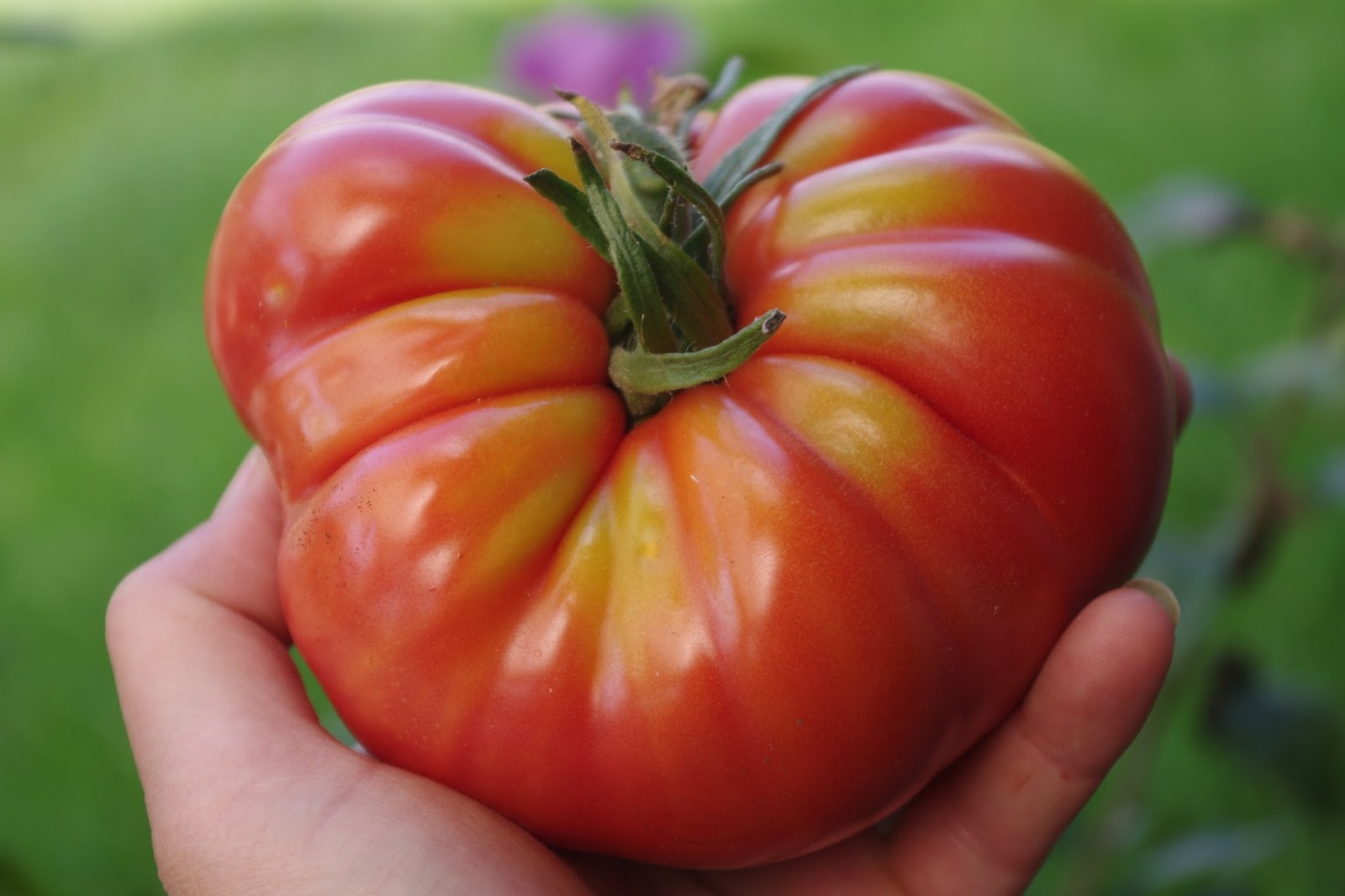 How To Grow Huge Tomatoes – 3 Tomato Varieties That Grow BIG ...