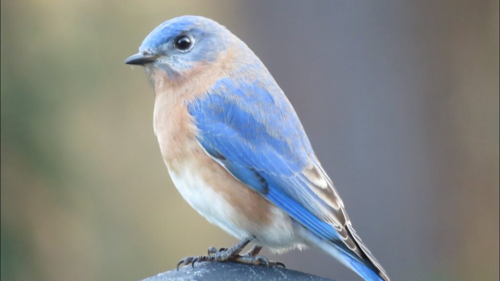 How To Attract Bluebirds – And Why They Are Great For Gardens ...