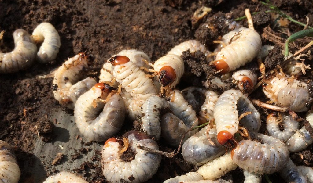 How To Eliminate Grubs In Your Yard – And Why Early Spring Is The Time ...