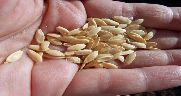 How To Plant Cucumbers From Seed – And Why It’s The Best Way To Grow ...