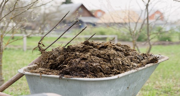 How To Use Animal Manure In A Garden – And The Best Manures To Use To ...