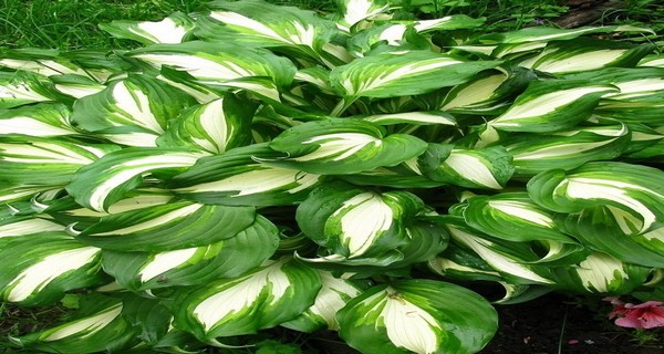 How To Fertilize Hostas In Early Spring – The Secret To Keep Hostas ...