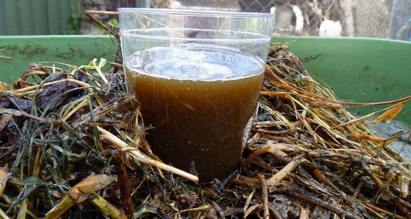 How To Make Compost Tea With Ease – And How To Use It Like A Pro ...