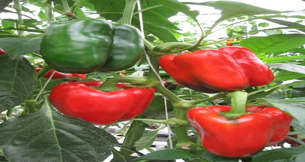 The Secret To Planting Peppers – 3 Must Add Ingredients To Put In Your ...