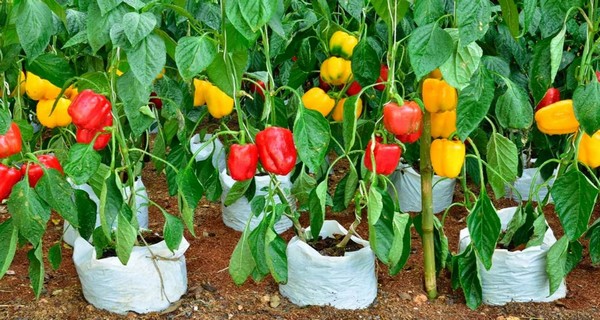 The Secret To Planting Peppers – 3 Must Add Ingredients To Put In Your ...