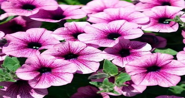 How To Fertilize Petunias – 2 Simple Secrets To Keep Your Petunias ...