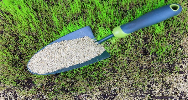 How To Plant Grass Seed – 2 Big Secrets To Get Grass To Grow Fast And ...
