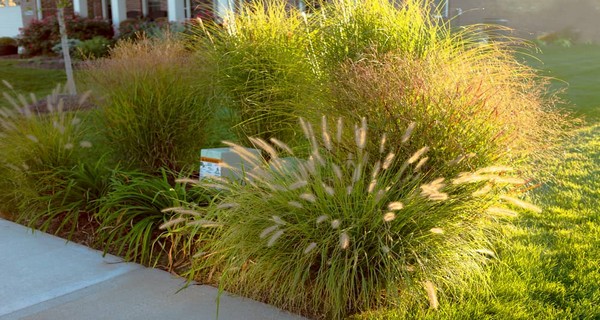 How To Care For Ornamental Grasses In The Fall – To Cut Or Not To Cut ...