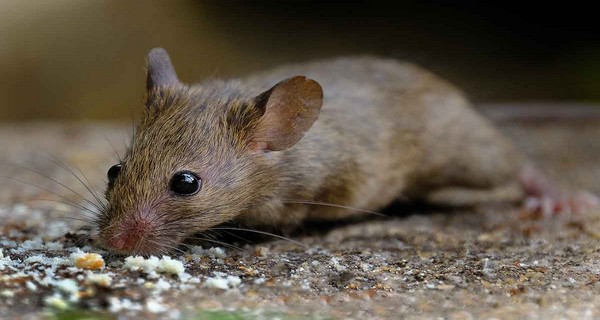How To Use Cinnamon To Keep Mice Out Of Your House – 3 Ways To Stop ...