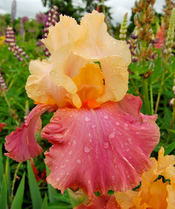 Gardening Tips and News - gardening hacks, news and tips